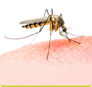 Cortémosle las alas al dengue