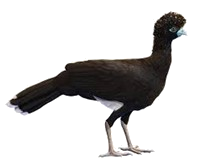 Ecopetrol | Soluciones basadas en la naturaleza para futuro